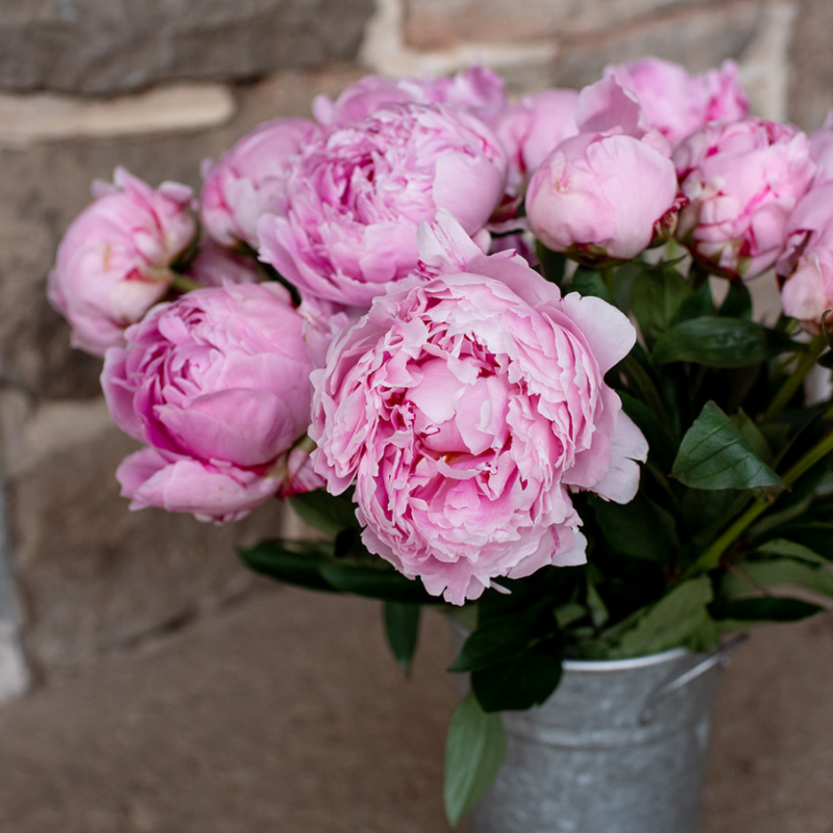 Seeds, Roots & Corms – Hidden Springs Flowers